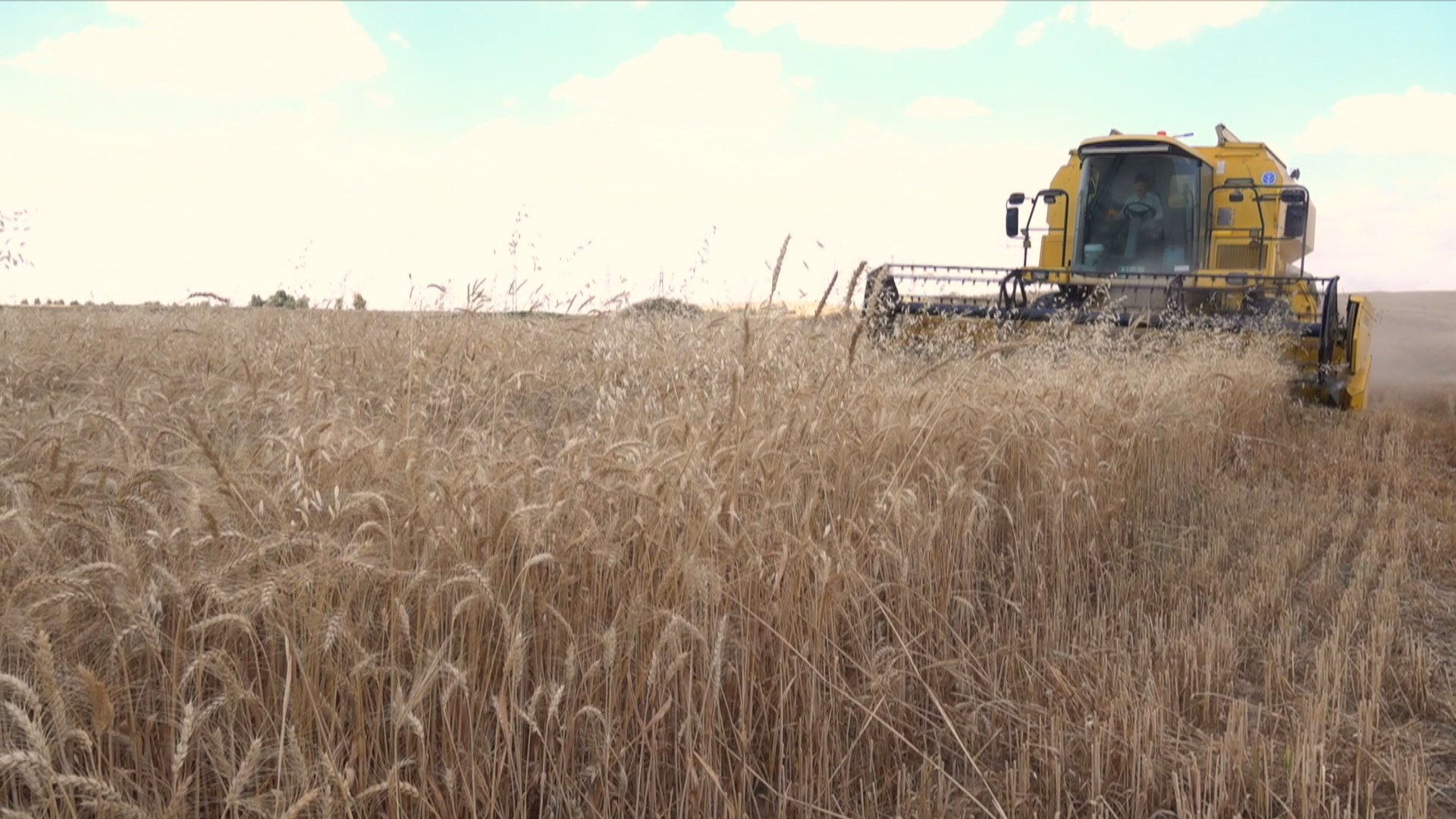 Kirkuk farmers harvest crops prematurely amid fire risk | Rudaw