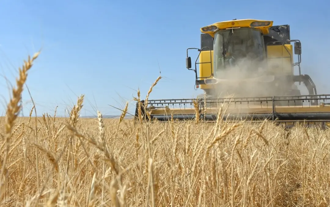 Iraq wheat harvest to exceed 5 million tons in 2026: Trade ministry | Rudaw